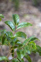 Waverley Council - Native Plants